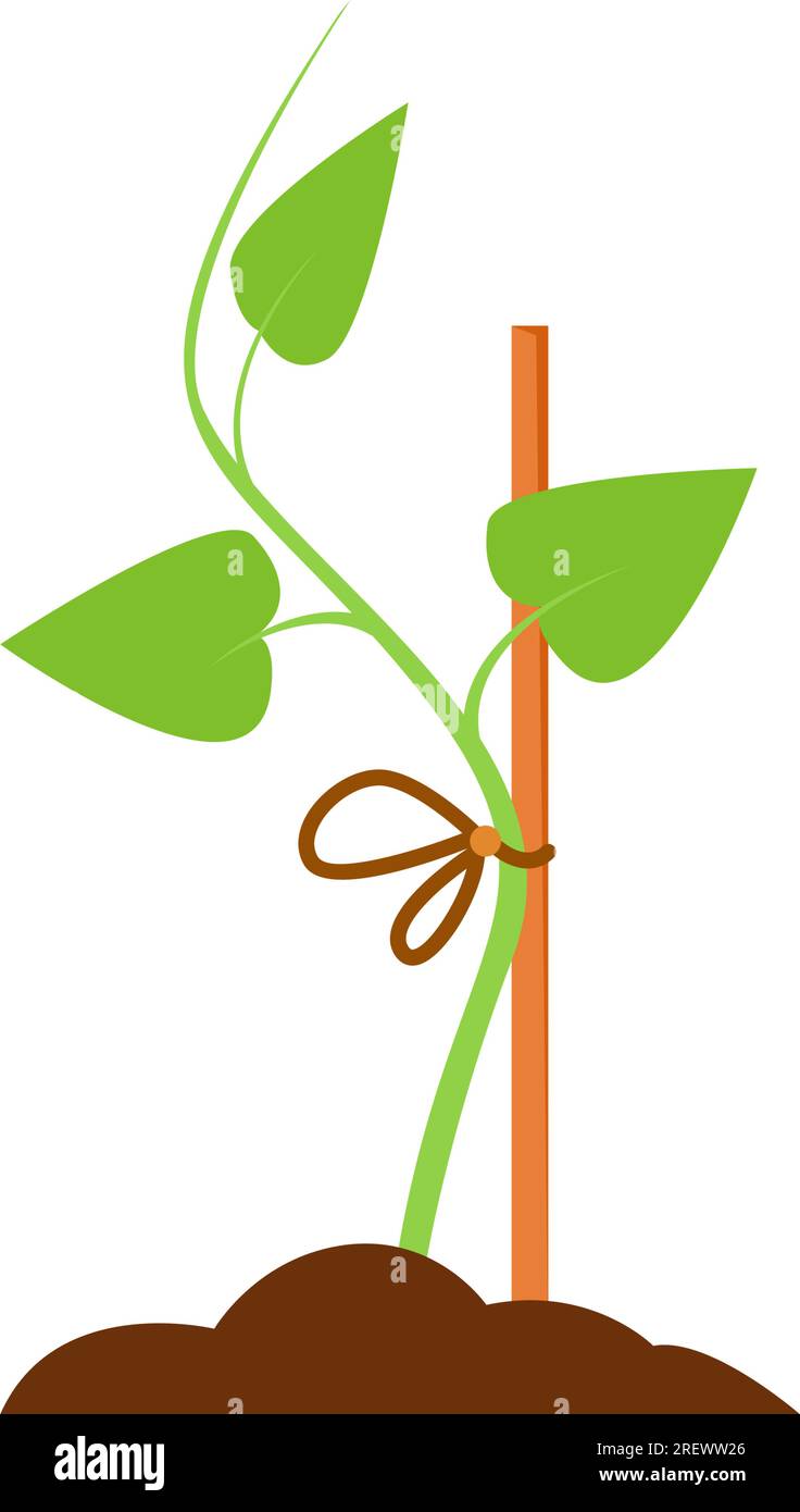 Green sapling. Sprout tied to prop Stock Vector Image & Art - Alamy