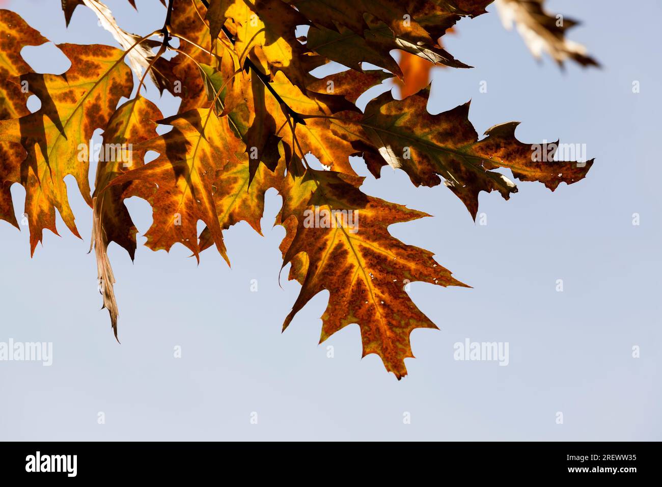 changing color oak in the autumn season, the foliage of the oak tree is ...