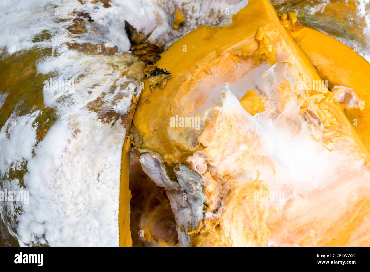 covered with mold and mildew pumpkin during rotting, spoiled food ...