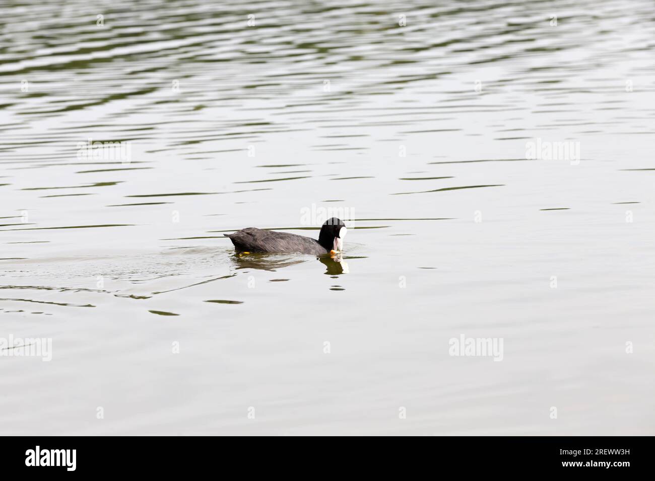 wild waterfowl ducks near their habitat, natural environment for wild ...