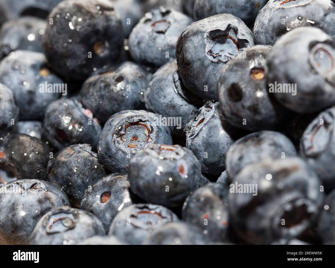wet ripe juicy and tasty blueberries on a wooden table, blueberry ...