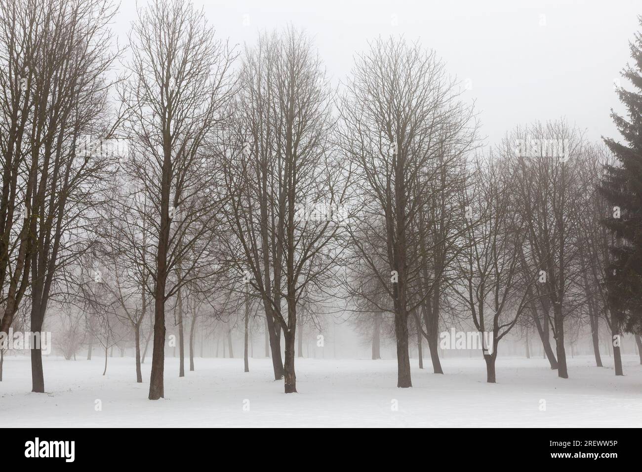 winter fogs and trees and other plants, snow covers the ground and ...