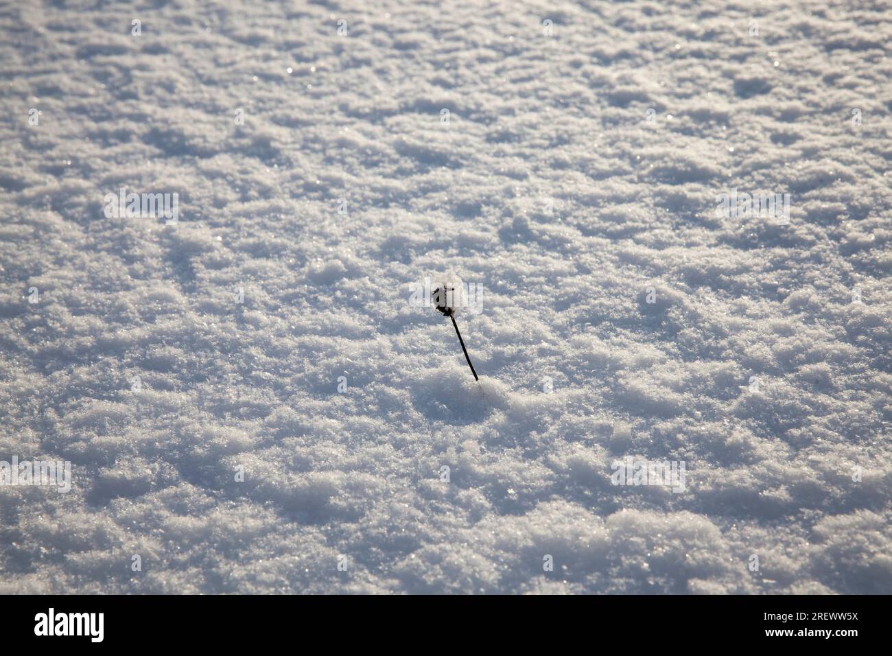 snowfall in winter and white fluffy cold snow and grass,snow that fell ...