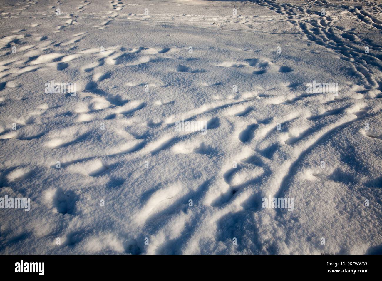 soft but frozen snow that fell during the snowfall, snowfall in the ...