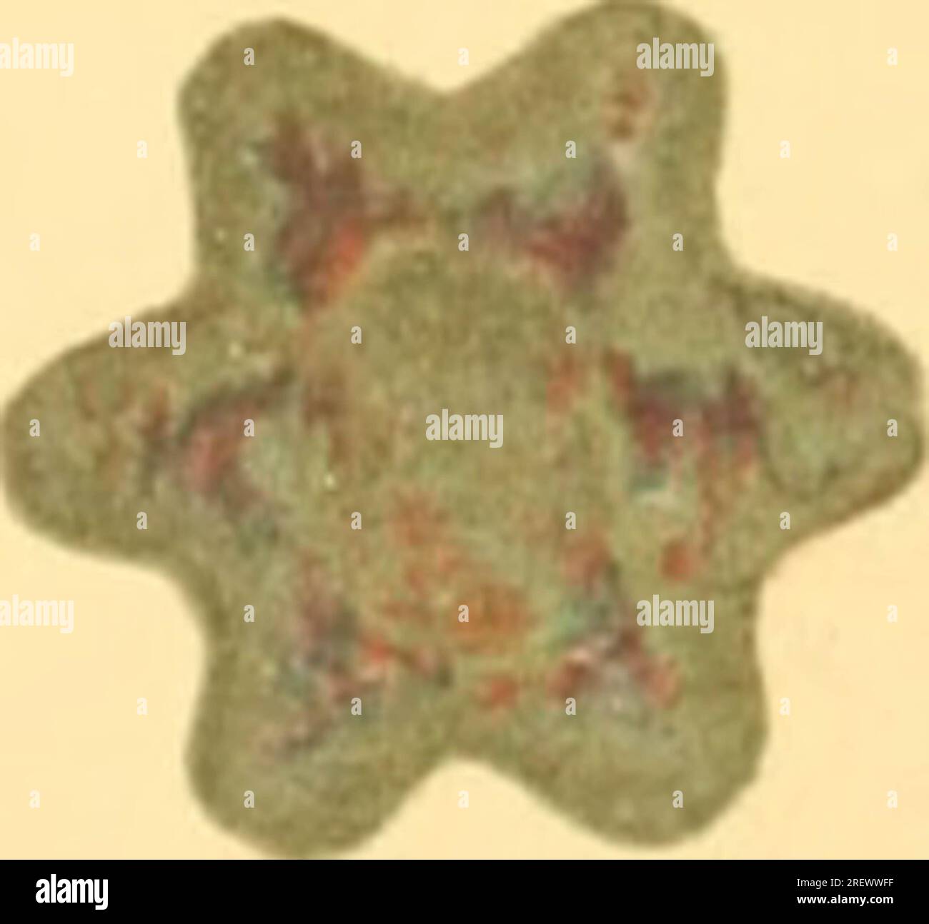 "The echinoderm fauna of Torres Strait: its composition and its origin ...