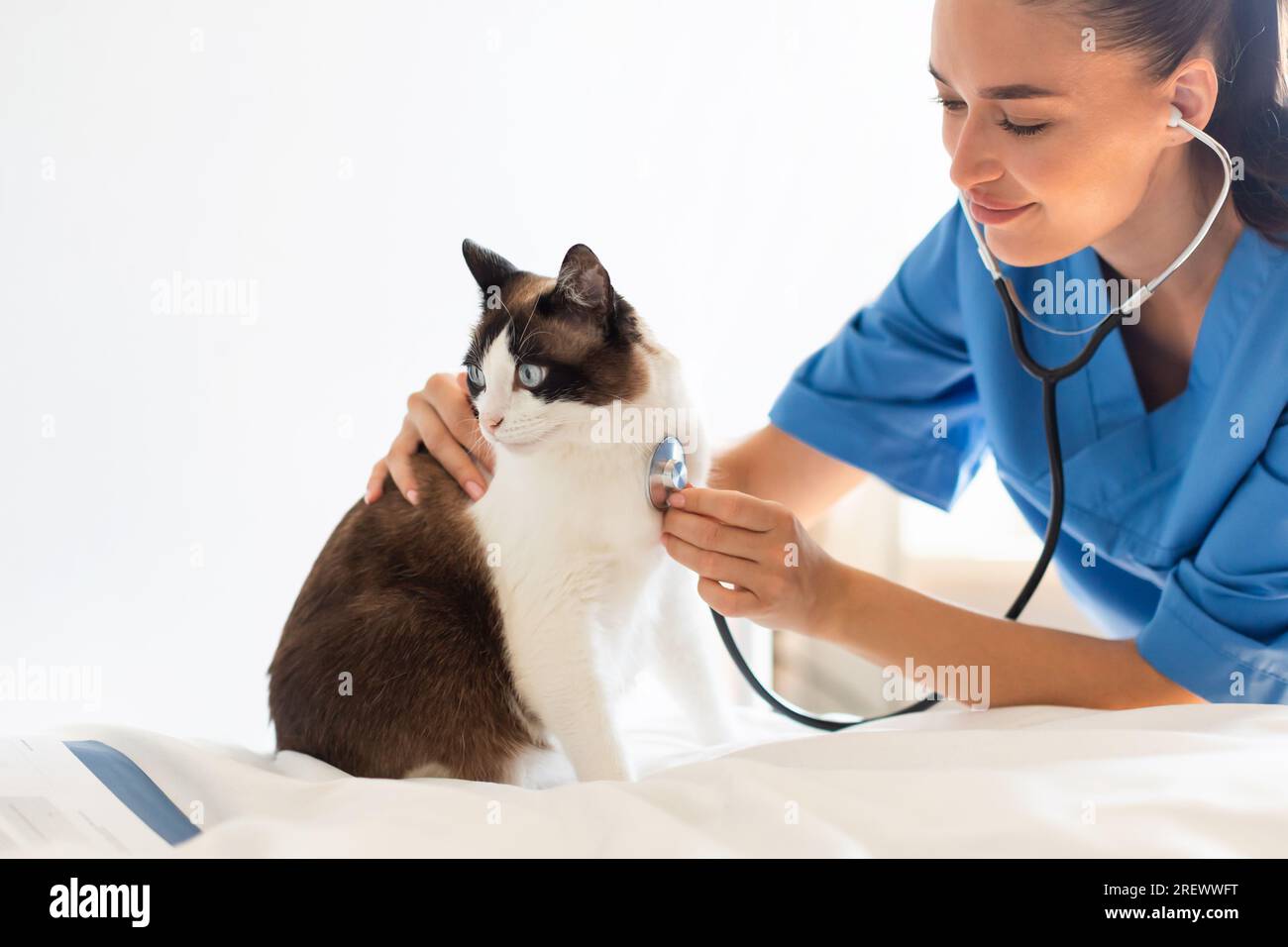 Veterinarian Checking Heart Health For Cat, Listening With Stethoscope ...