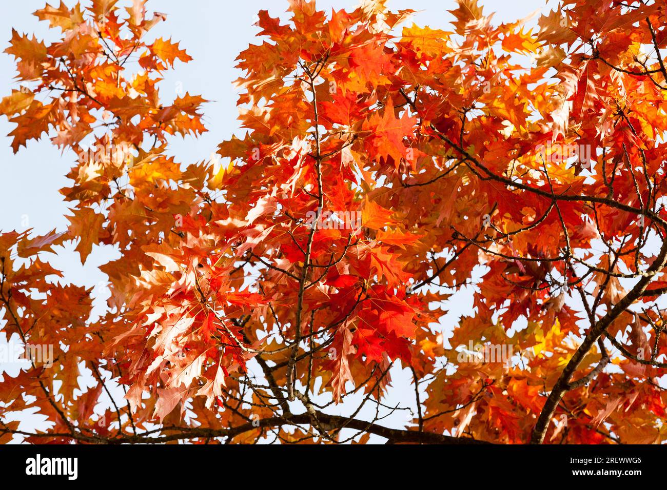 deciduous trees oak in the forest or in the Park in autumn leaf fall ...