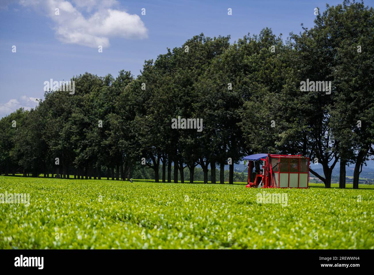 Ochiai Cutlery Manufacturing Tea Harvester Plucking Machine Stock Photo ...