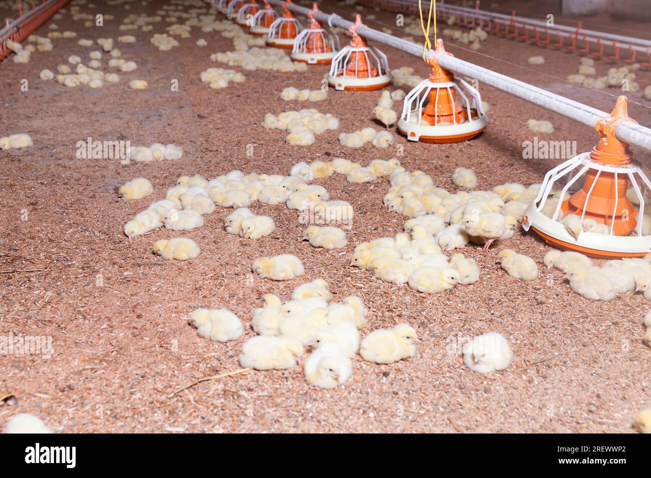 chicken hicks in a poultry farm where chicken is raised for meat and ...