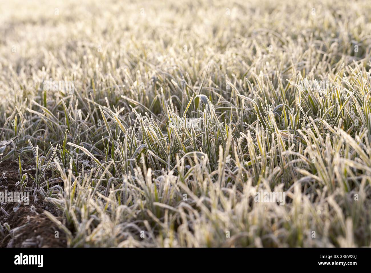 winter weather in an agricultural field where winter cereals are grown ...