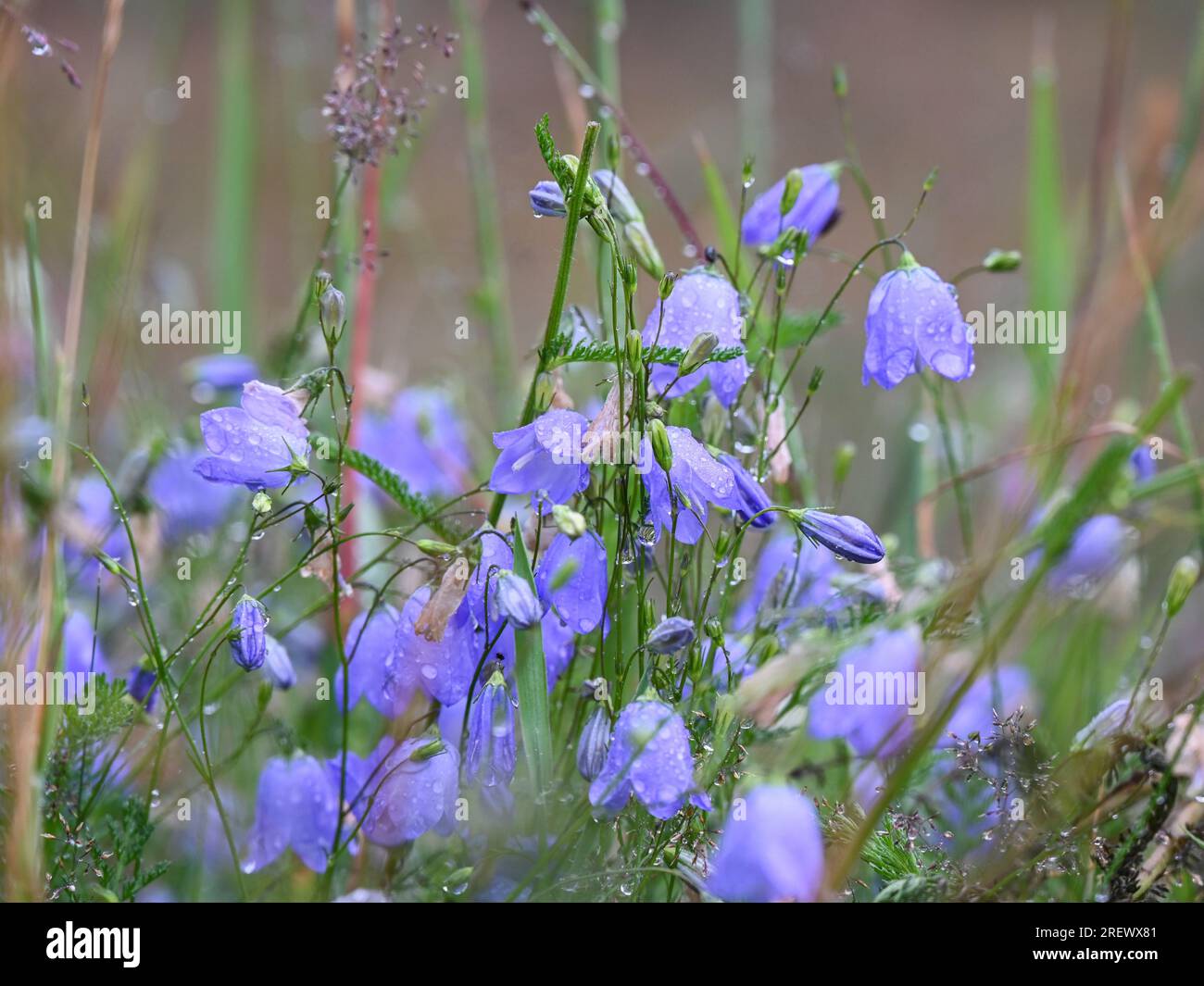 Scottish bluebell hi-res stock photography and images - Alamy
