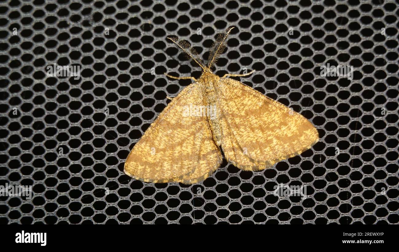 Common Heath moth perched on a mesh background Stock Photo - Alamy
