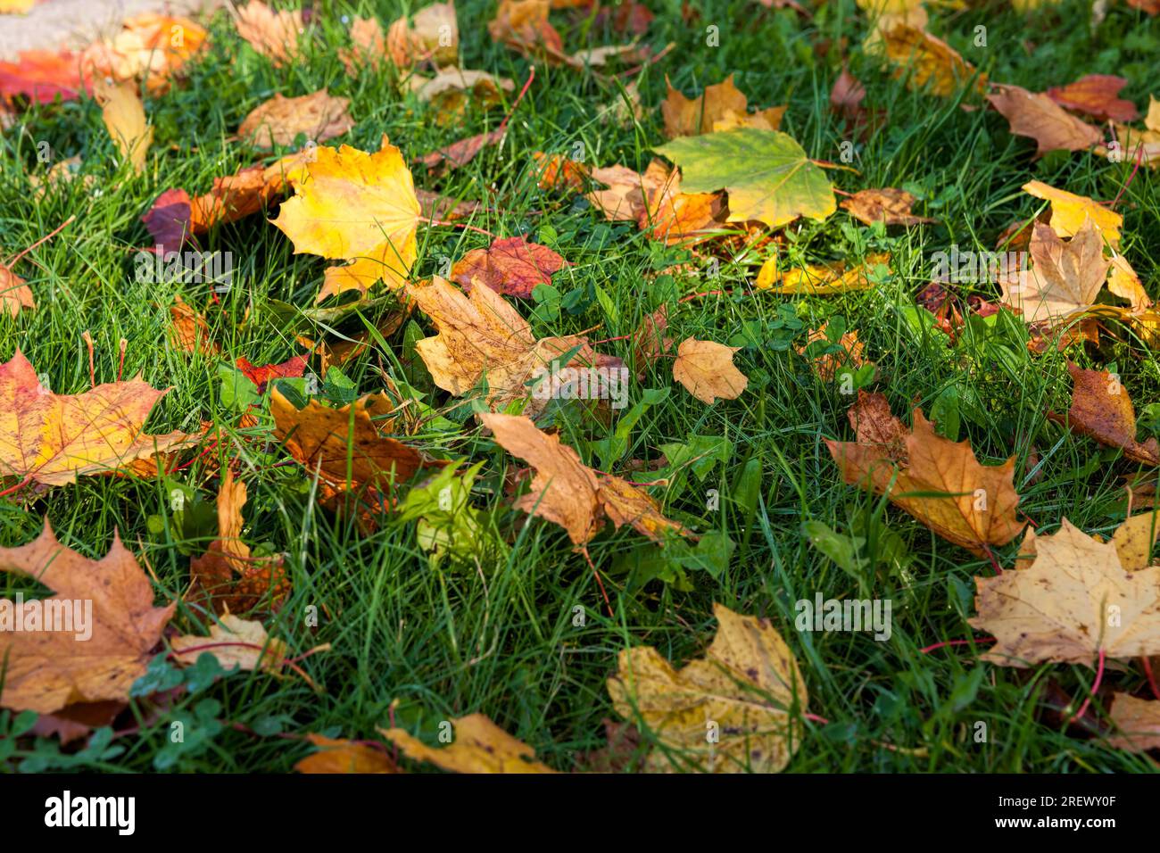 maple foliage in the autumn season during leaf fall, maple with ...