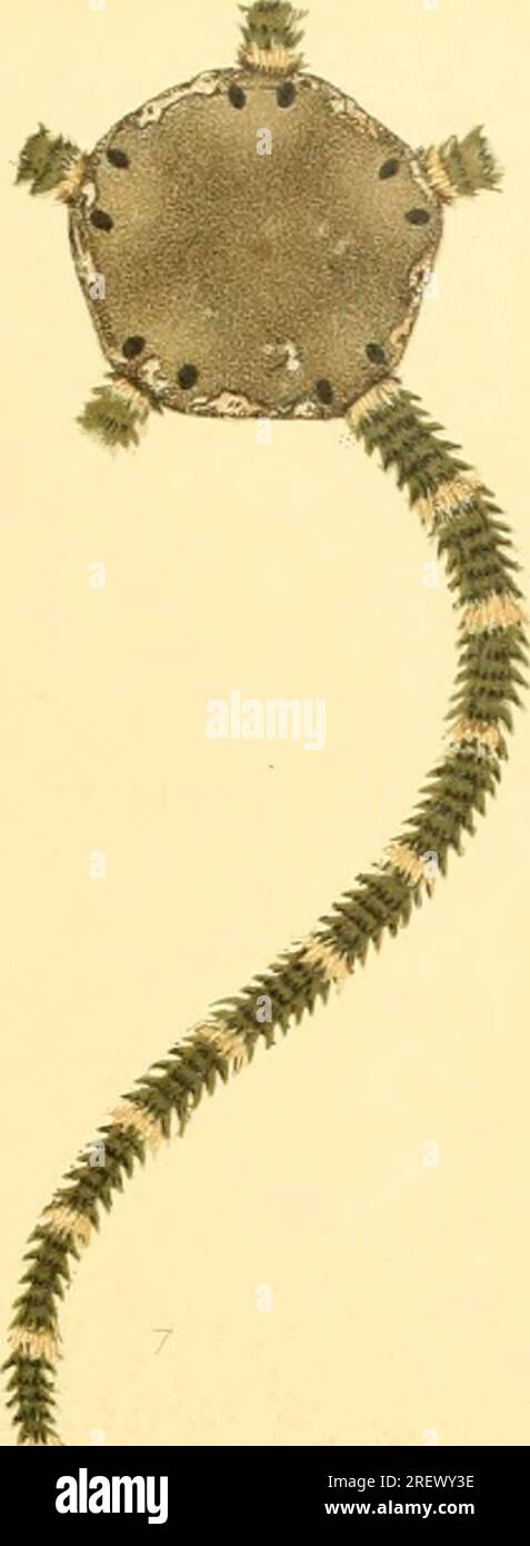 "The echinoderm fauna of Torres Strait: its composition and its origin ...