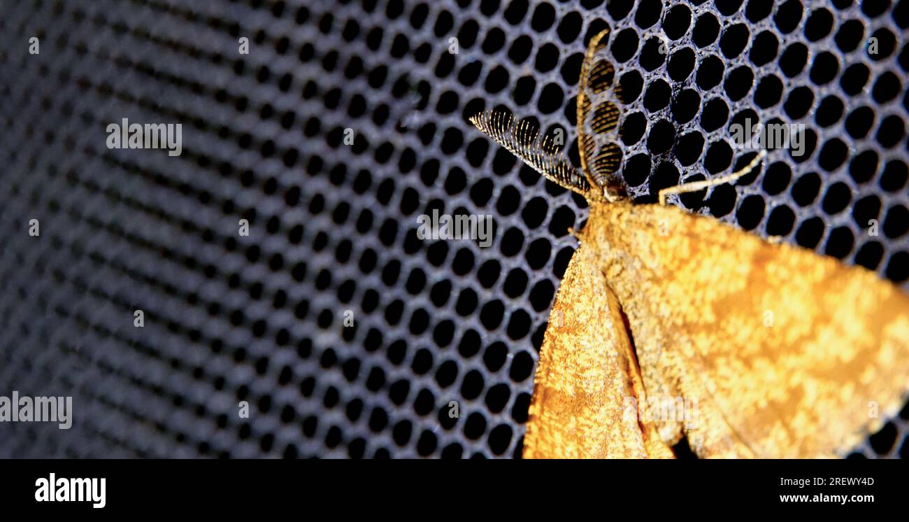 Common Heath moth perched on a mesh background Stock Photo - Alamy