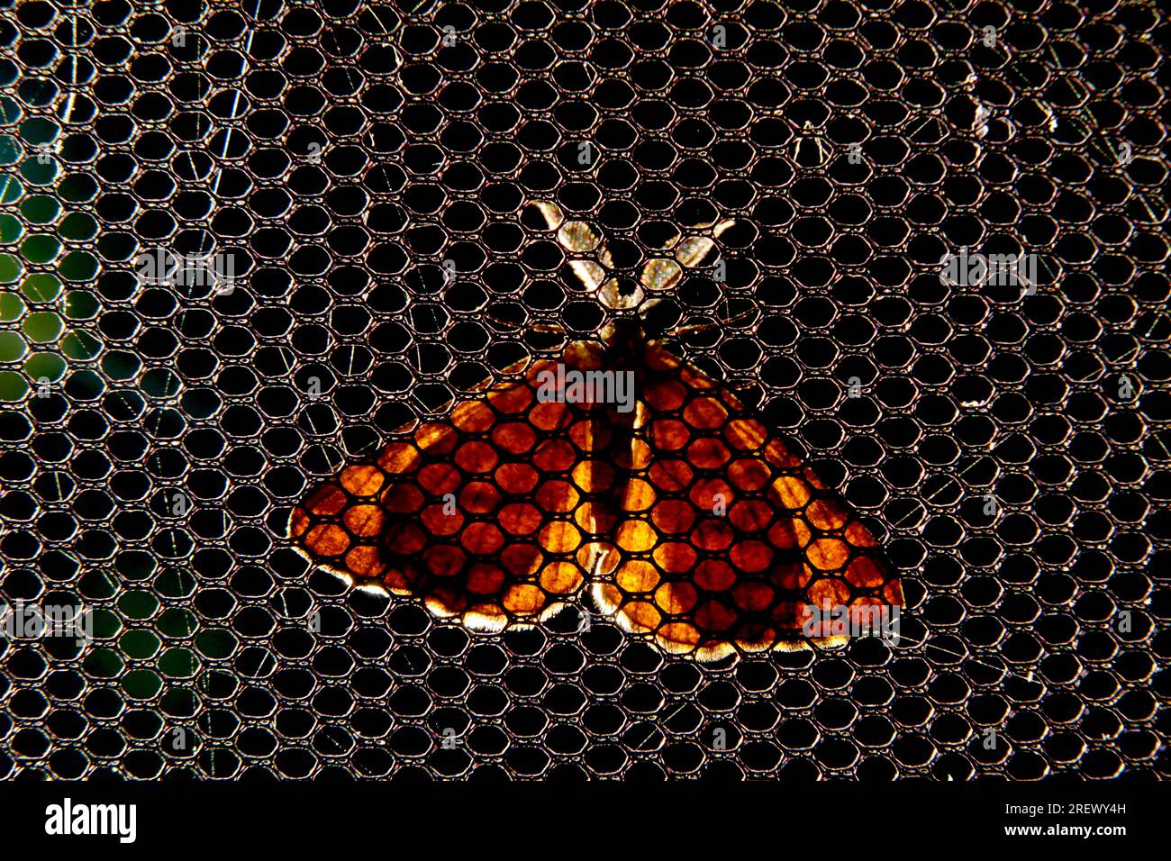 Common Heath moth perched on a mesh background Stock Photo - Alamy