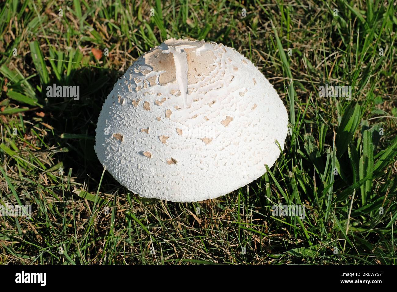 Toadstool blades hi-res stock photography and images - Alamy