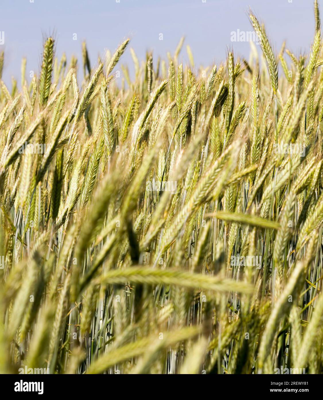 agricultural field where green rye grows, farming for grain harvest, rye is young and green and ...