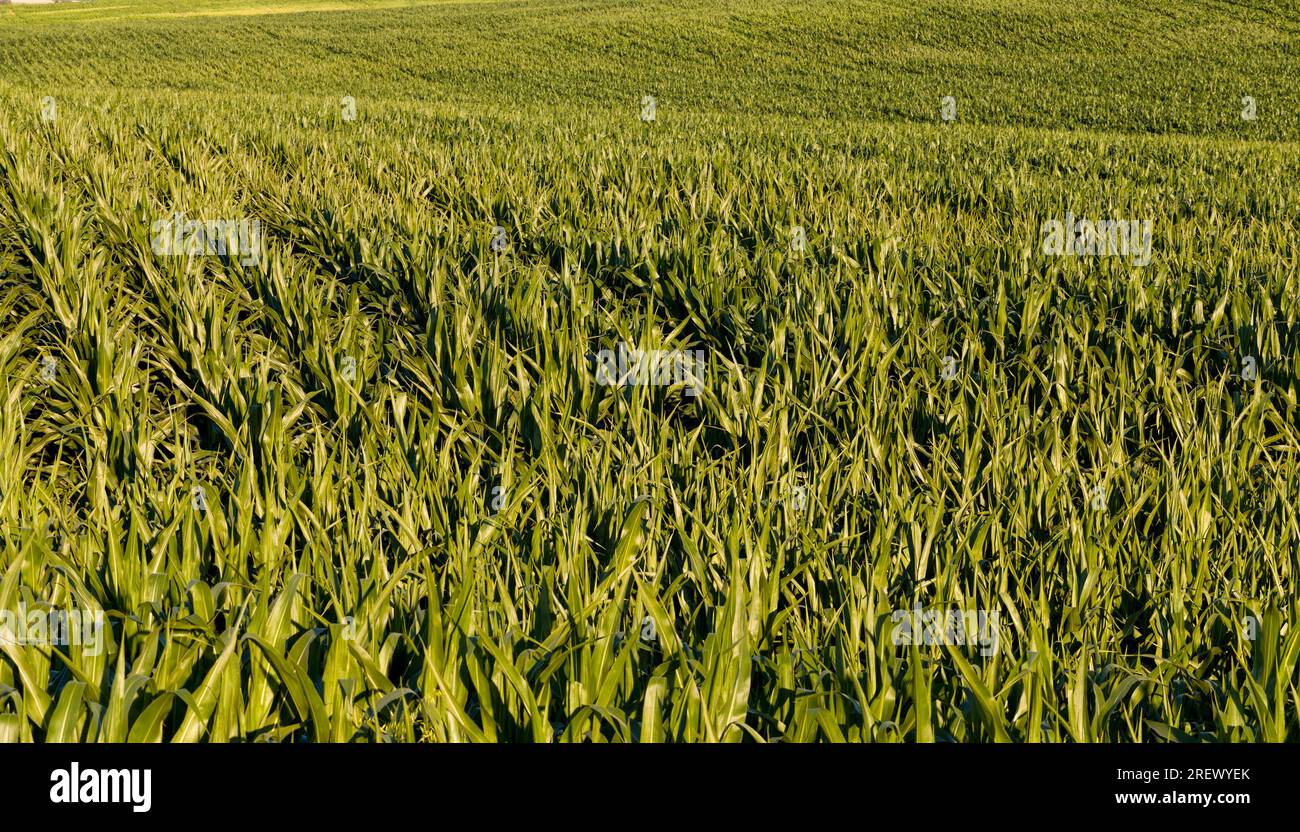 green fresh corn in the field for agricultural food, corn is used to ...
