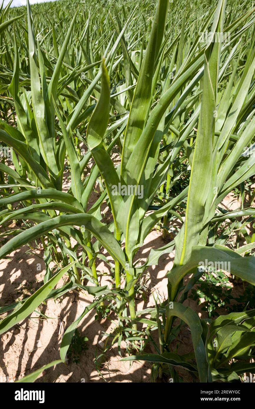 agricultural activity related to the cultivation of sweet corn, farming ...