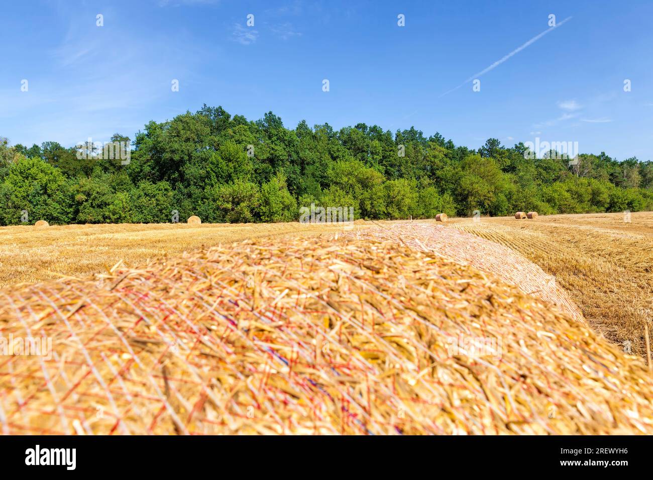 agricultural field on which there are stacks after the harvest of wheat ...