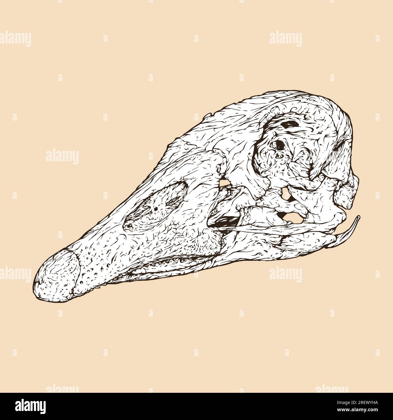 domestic goose skull head vector illustration Stock Vector Image & Art ...