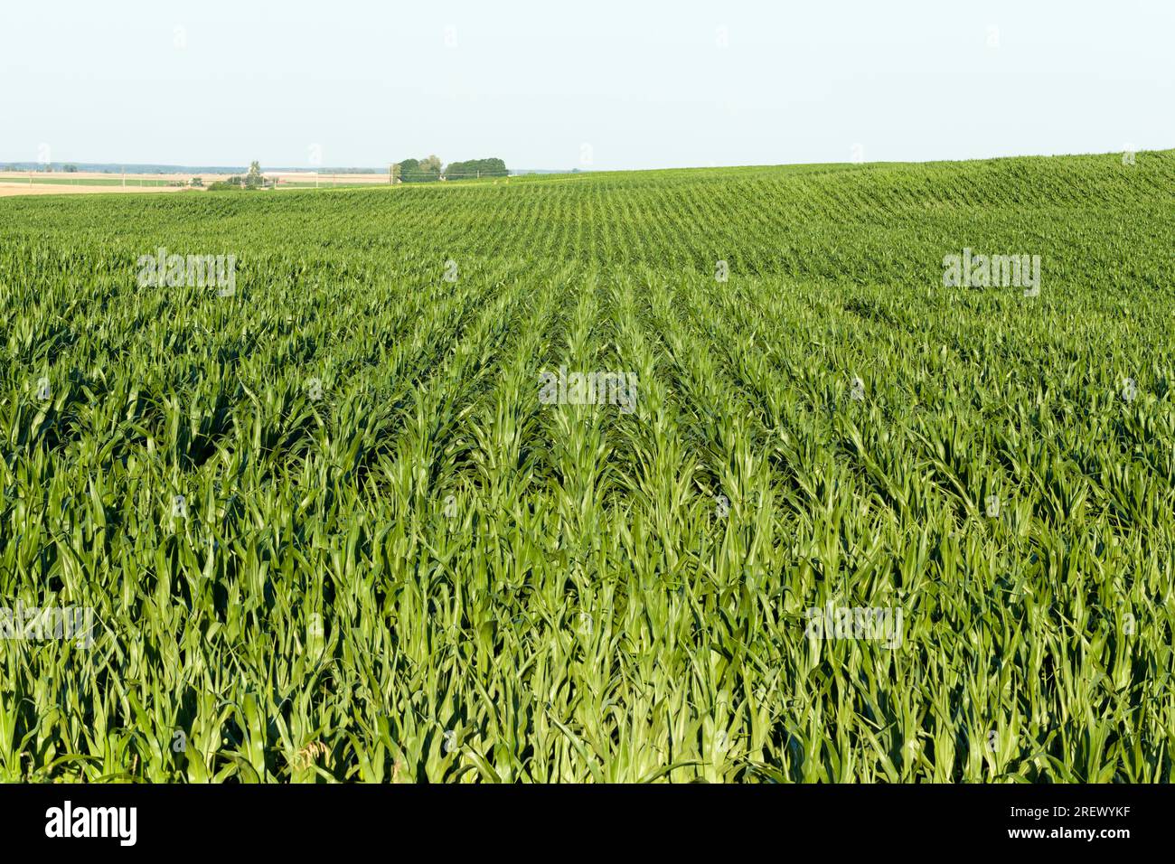 We feed people hi-res stock photography and images - Alamy