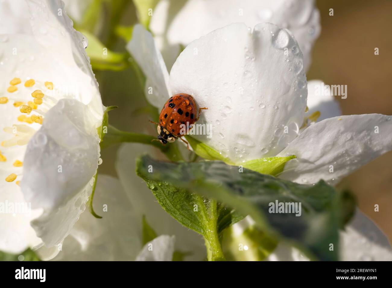 beautiful fresh jasmine flowers in spring, white fragrant jasmine ...