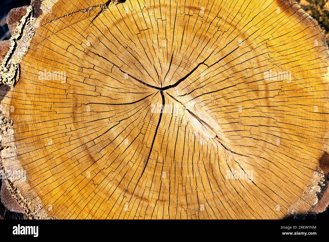 trunk of a felled tree, the structure of an old tree felled to produce ...