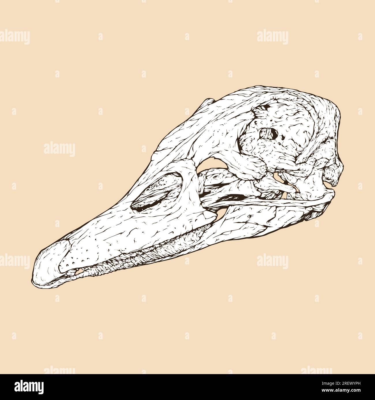 domestic duck skull head vector illustration Stock Vector Image & Art ...
