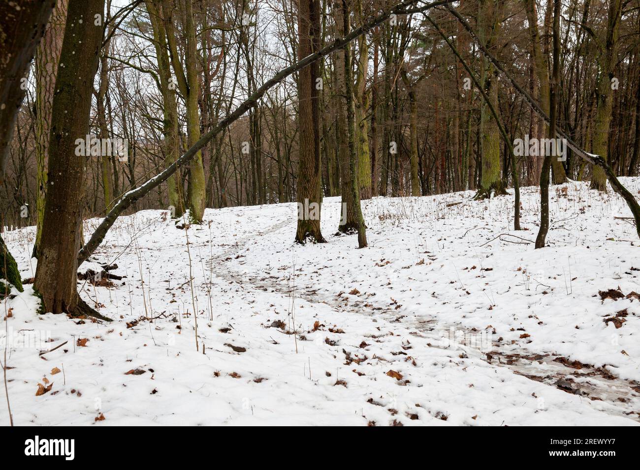 trees and winter cold weather after the snowfall, snow drifts and trees ...