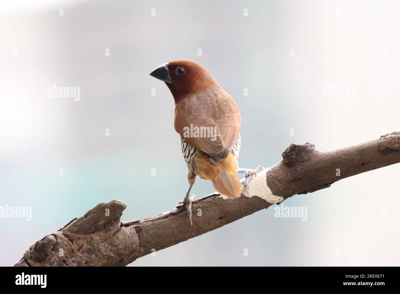 Scaly breasted Munia on a tree branch Stock Photo - Alamy