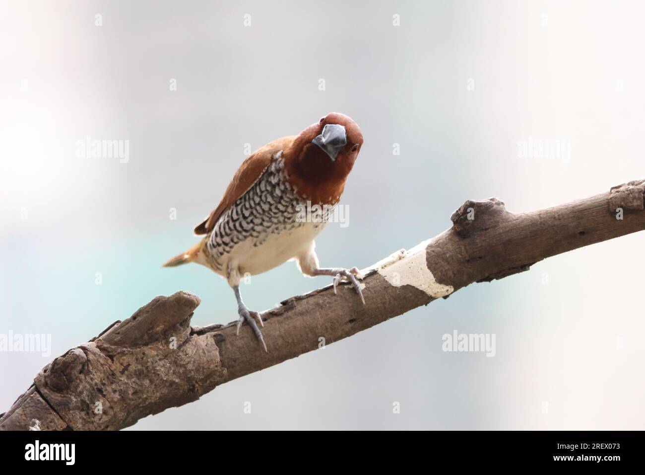 Scaly breasted Munia on a tree branch Stock Photo - Alamy