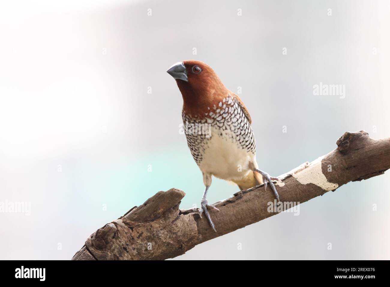 Scaly breasted Munia on a tree branch Stock Photo - Alamy
