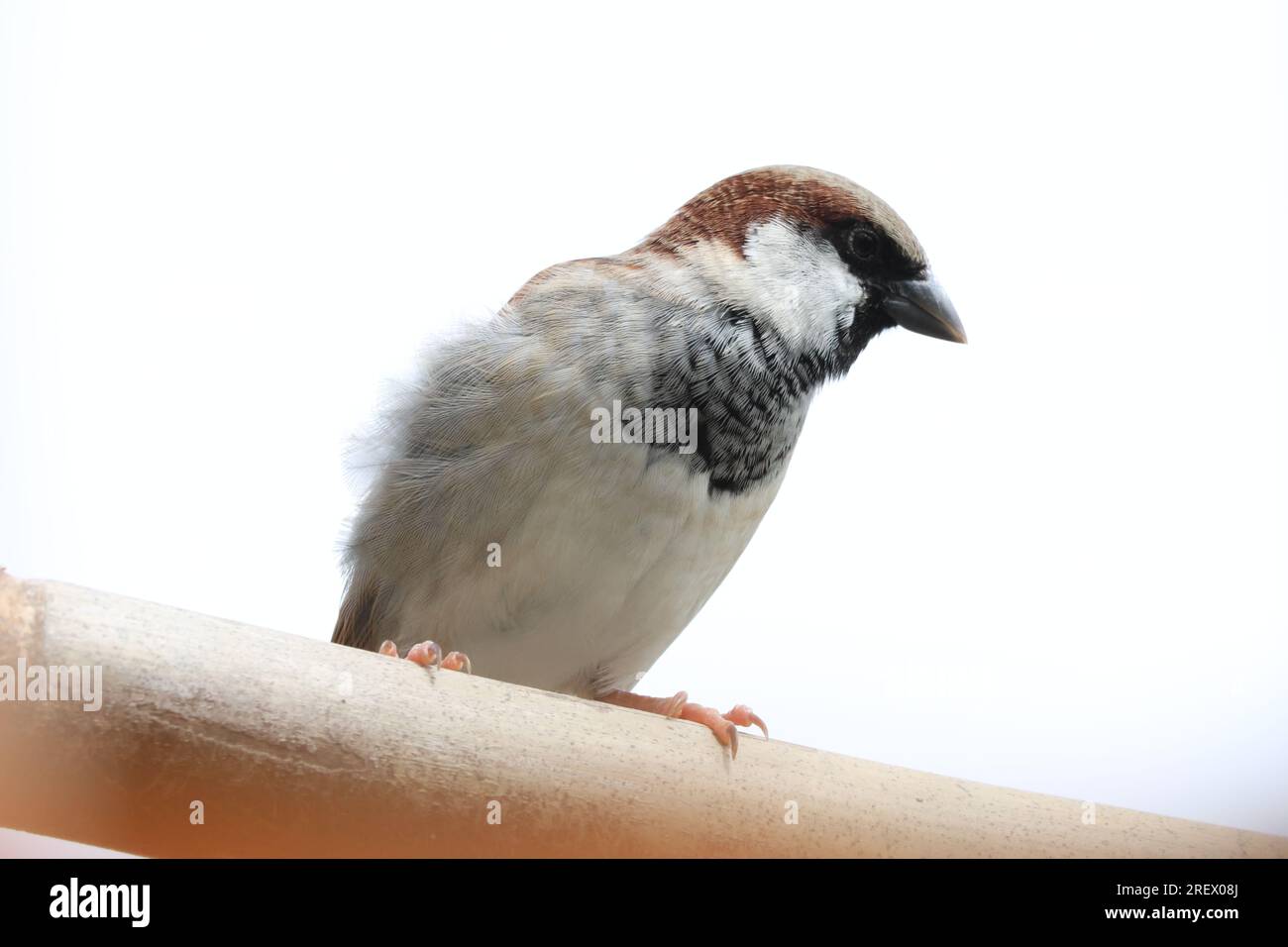Silhouette graphic sparrow hi-res stock photography and images - Alamy