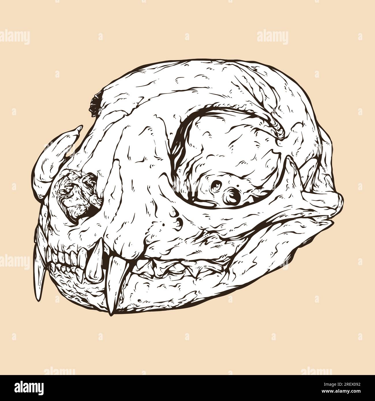 Domestic Cat Skull Drawing