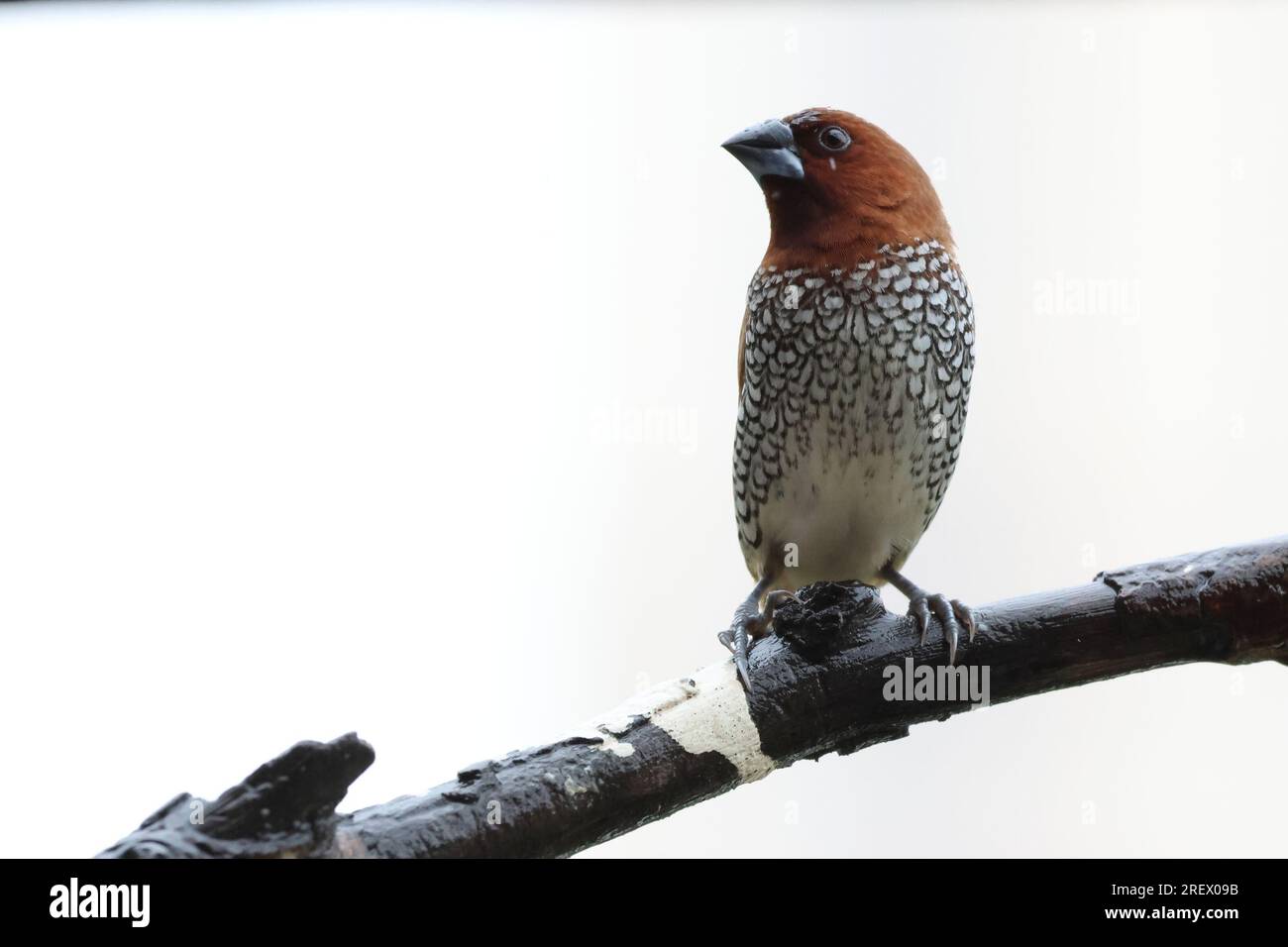 Scaly breasted Munia on a tree branch Stock Photo - Alamy
