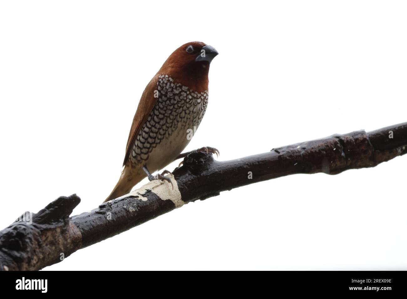 Scaly breasted Munia on a tree branch Stock Photo - Alamy