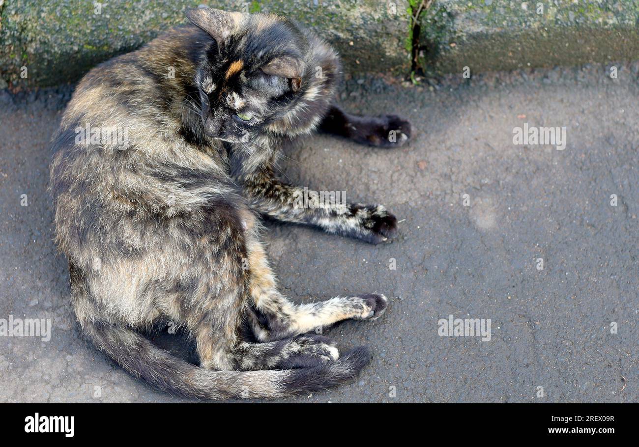 Portrait dirty stray feral cat hi-res stock photography and images - Alamy