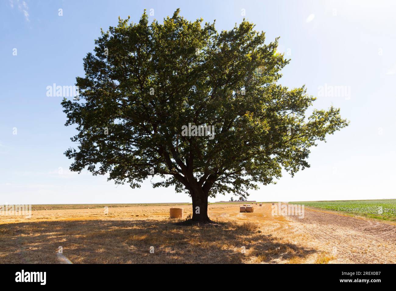 deciduous oak tree grows in an agricultural field with wheat, oak with ...