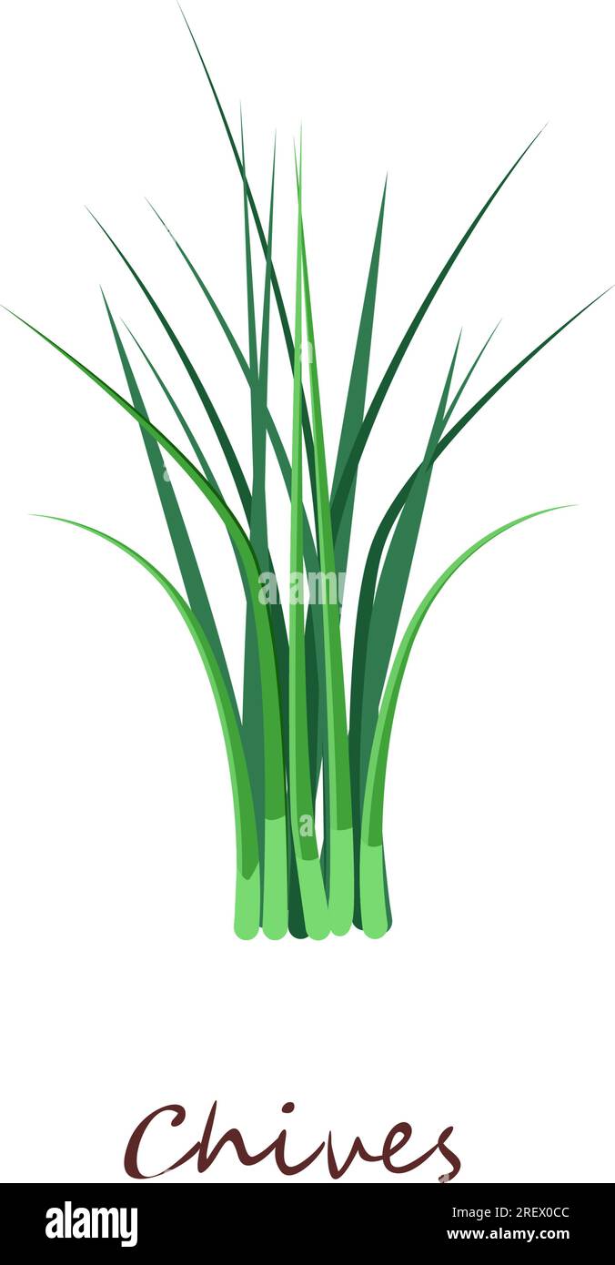 Bunch of green chives Stock Vector Image & Art - Alamy