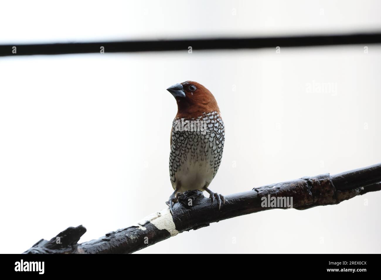 Scaly breasted Munia on a tree branch Stock Photo - Alamy