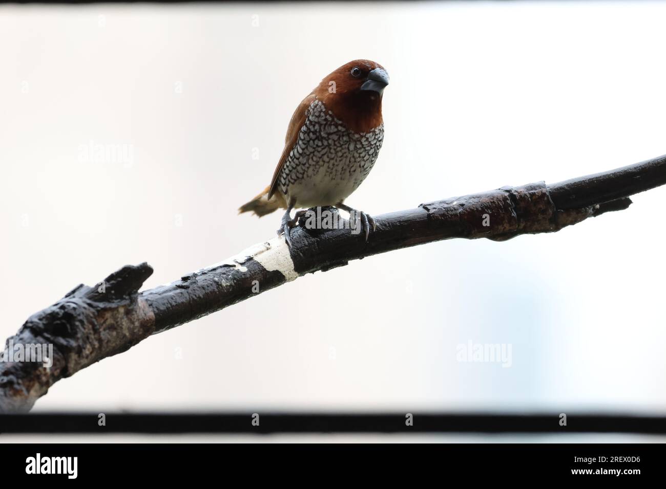 Scaly breasted Munia on a tree branch Stock Photo - Alamy