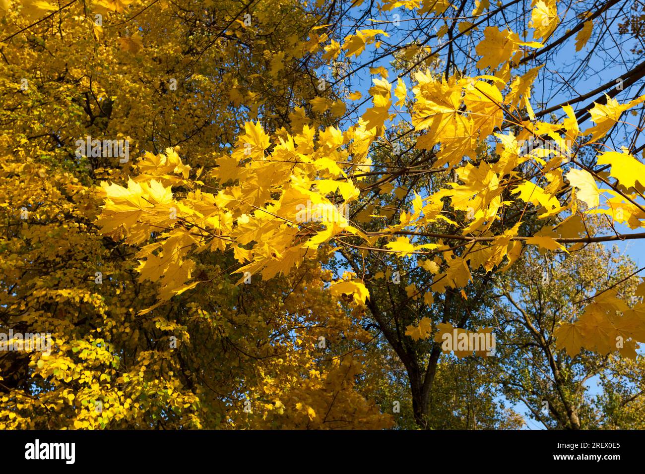 changing the color of maple in the autumn season, the foliage of the ...