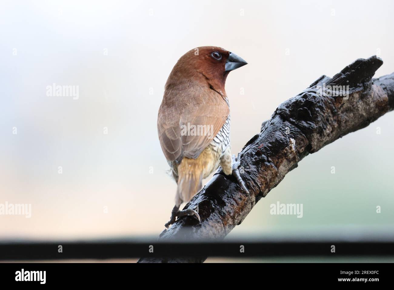 Scaly breasted Munia on a tree branch Stock Photo - Alamy