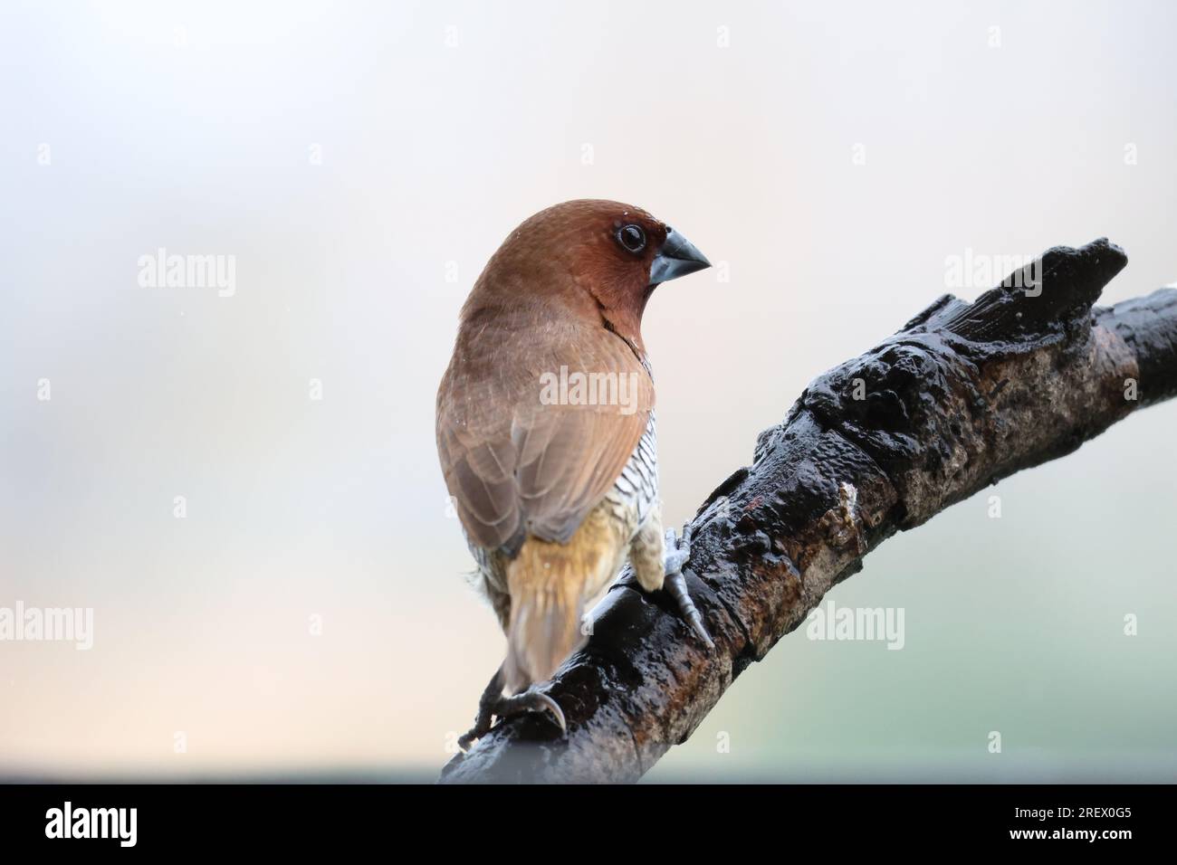 Scaly breasted Munia on a tree branch Stock Photo - Alamy