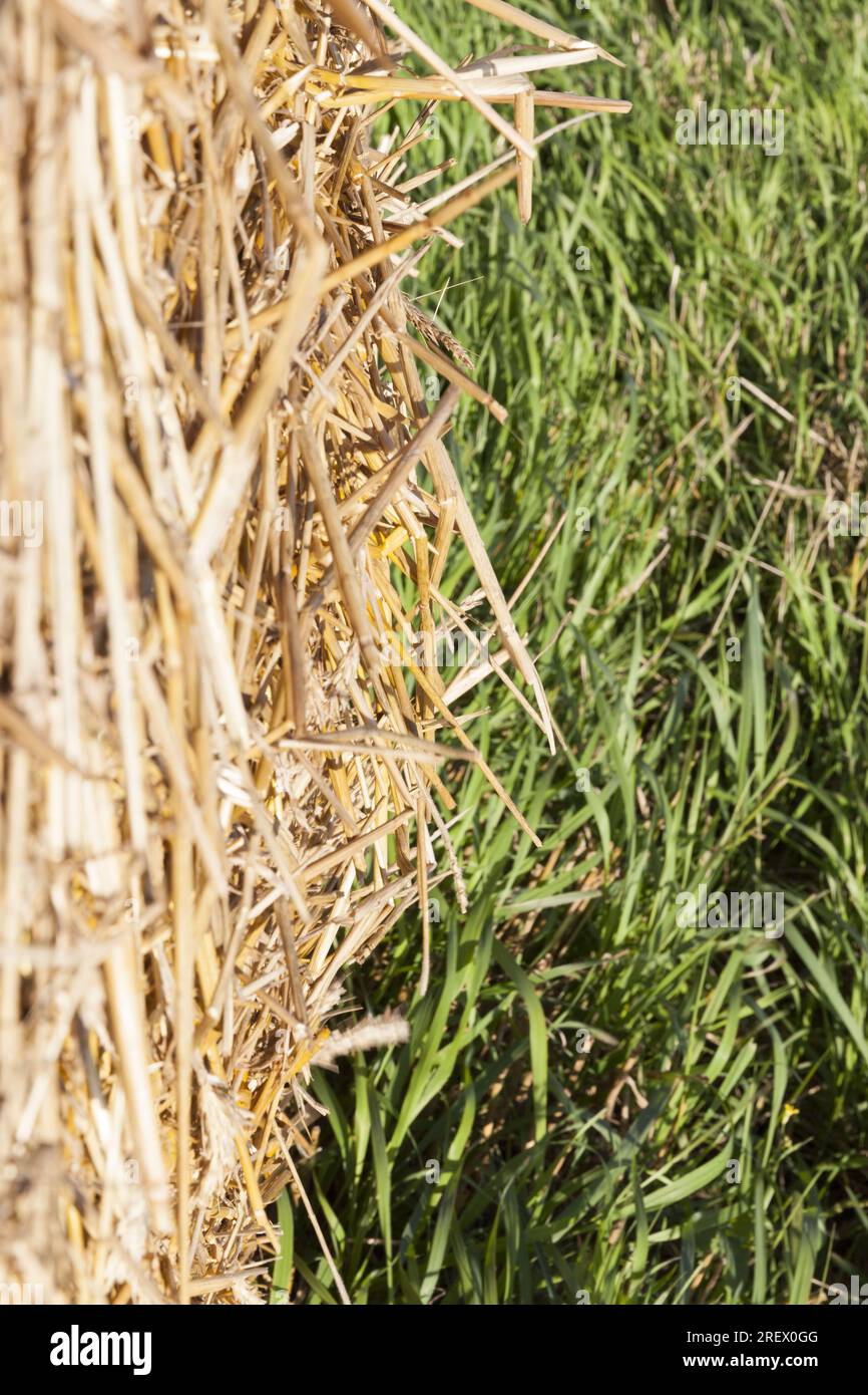 stubble and straw stacks remaining after harvest crops on agricultural ...