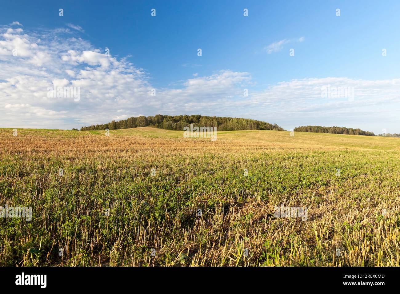 activity agriculture for the cultivation of cereals for the production ...