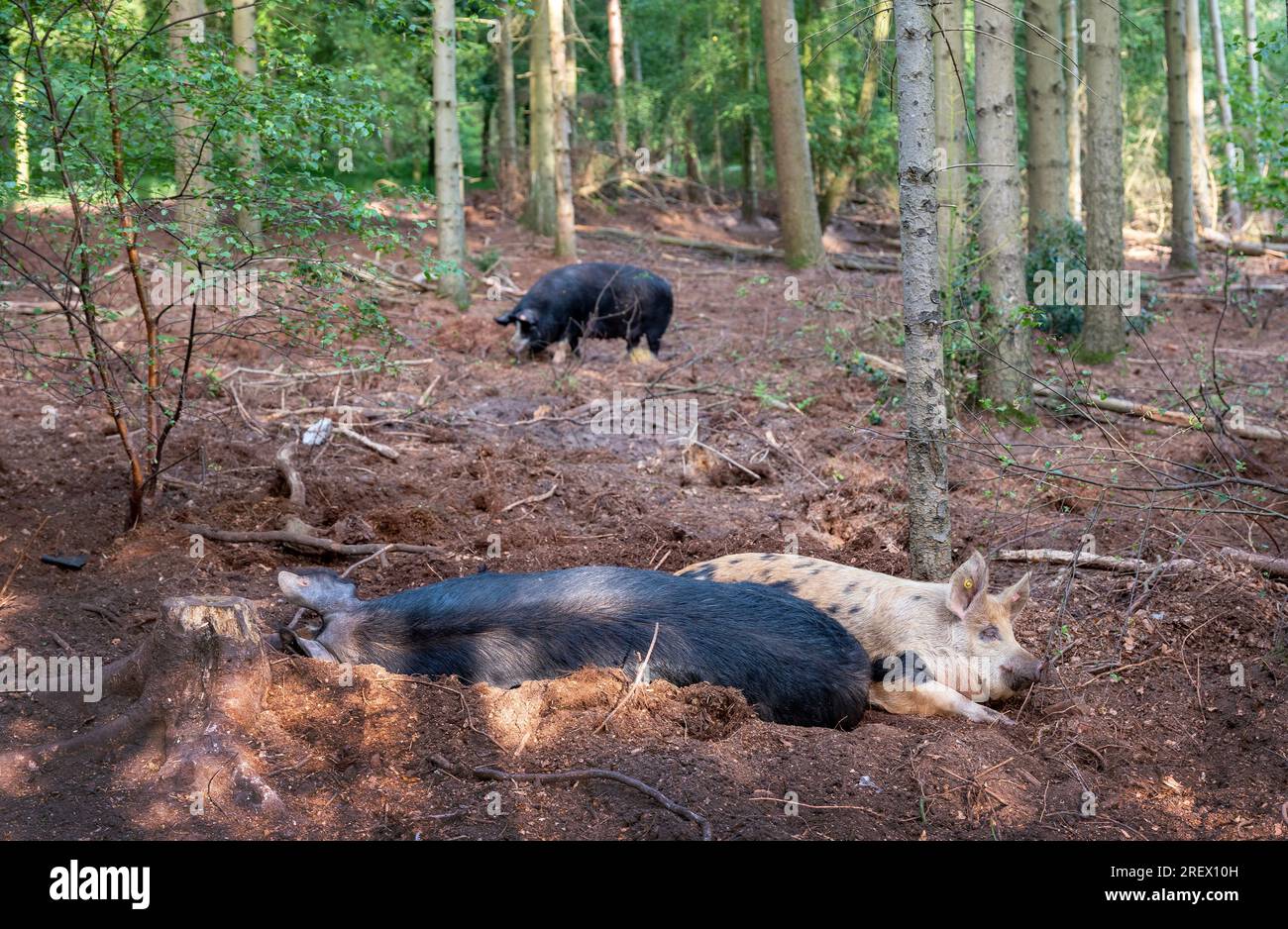 Pigs in dutch forest hi-res stock photography and images - Alamy