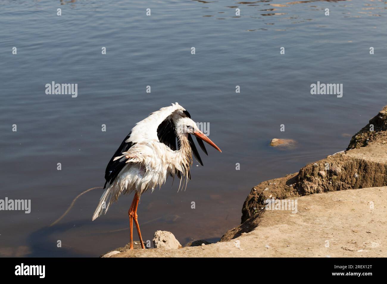 common white stork , flying bird in the summer or spring time of the ...